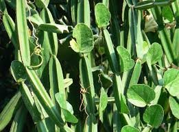 Harjor Dried|Pirandai Dried|Hadjod Herb Online|Pirandai Online Chennai ...